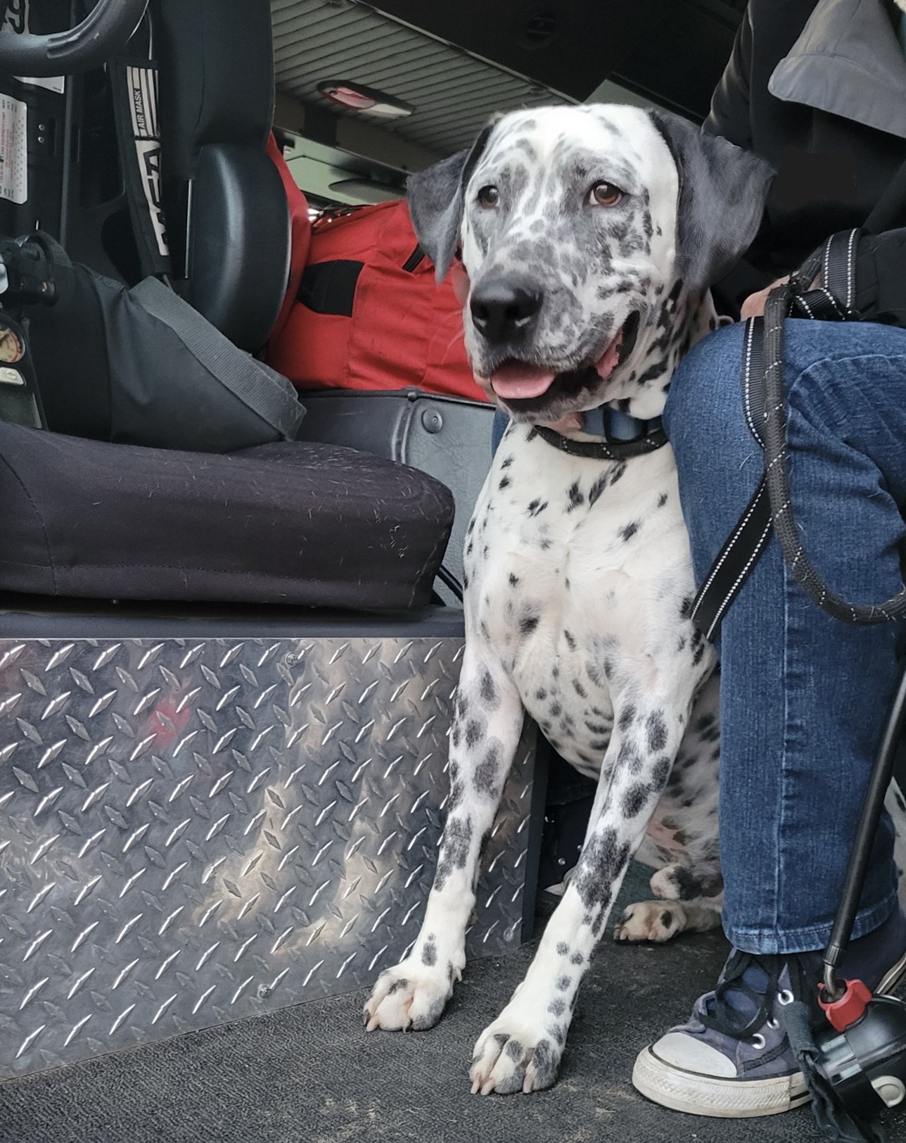 Mack Is NCCR Dog Of The Week | News, Sports, Jobs - Post Journal